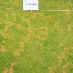 Preparing for Pythium diseases | GreenCast | Syngenta