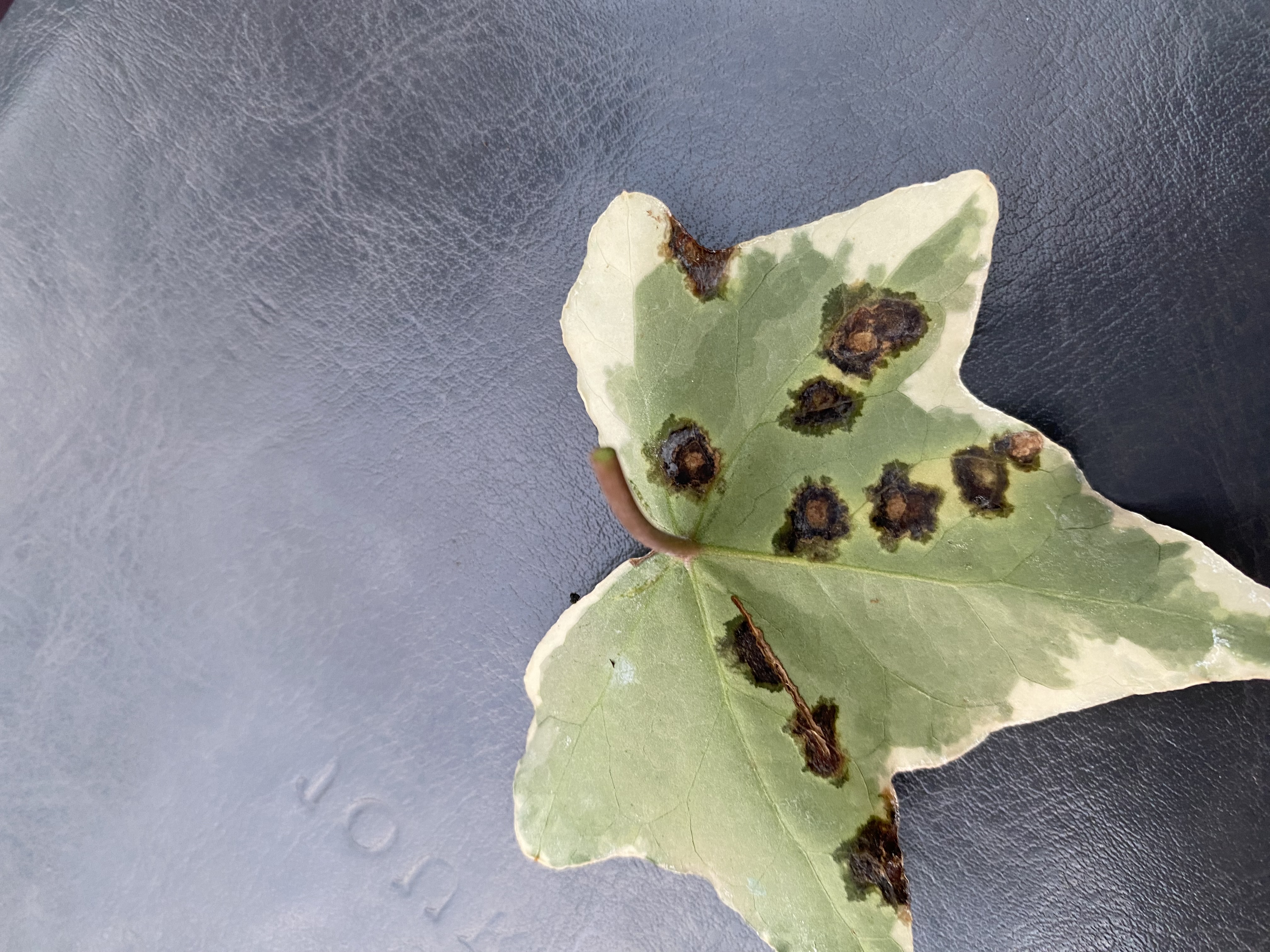 Xanthomonas Spp 5 Xanthomonas Spp Images, Stock Photos, 3D Objects,