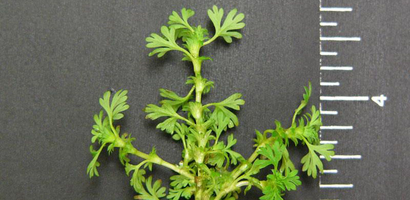 GreenCast