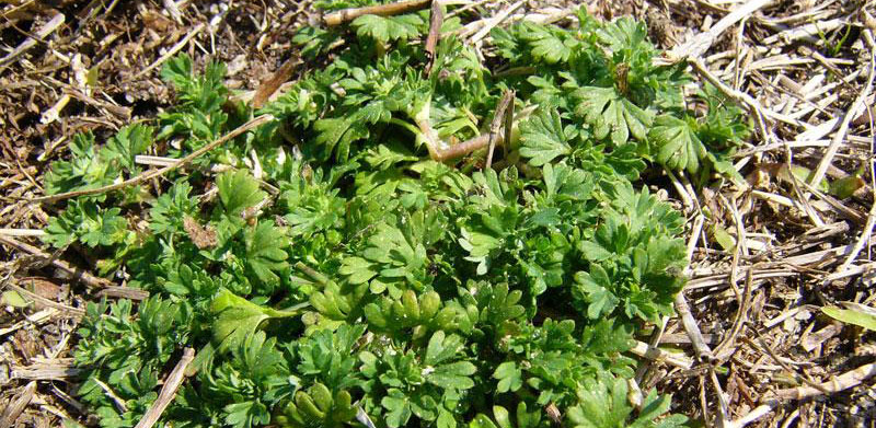 GreenCast