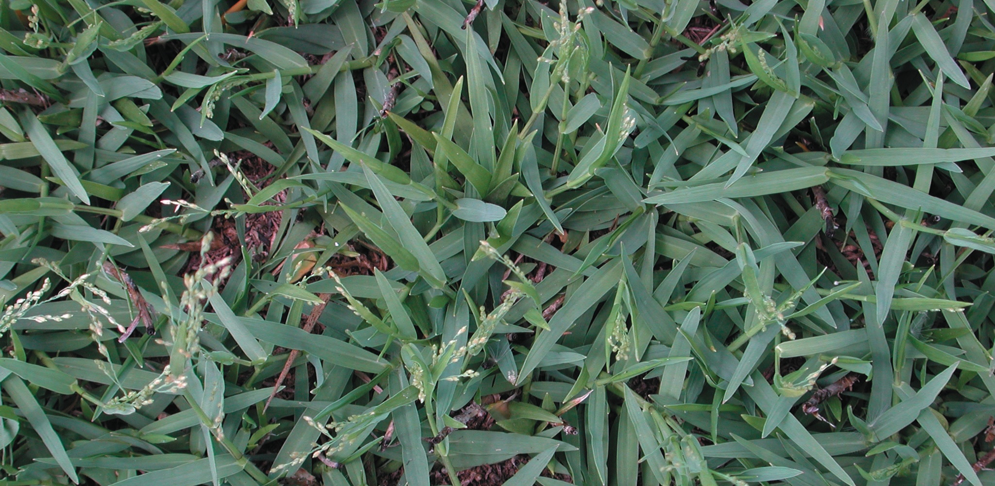 Images Of Torpedo Grass